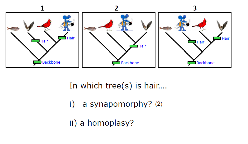 In which tree(s) is hair a homoplasy? Picture | Chegg.com
