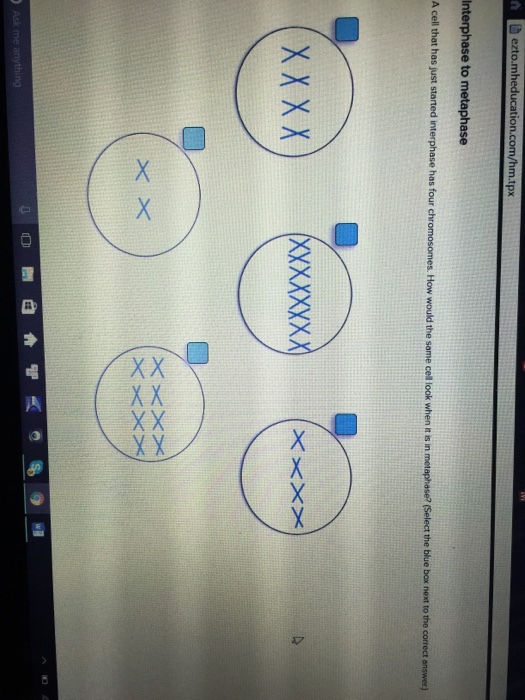 A cell that has just started interphase has four | Chegg.com