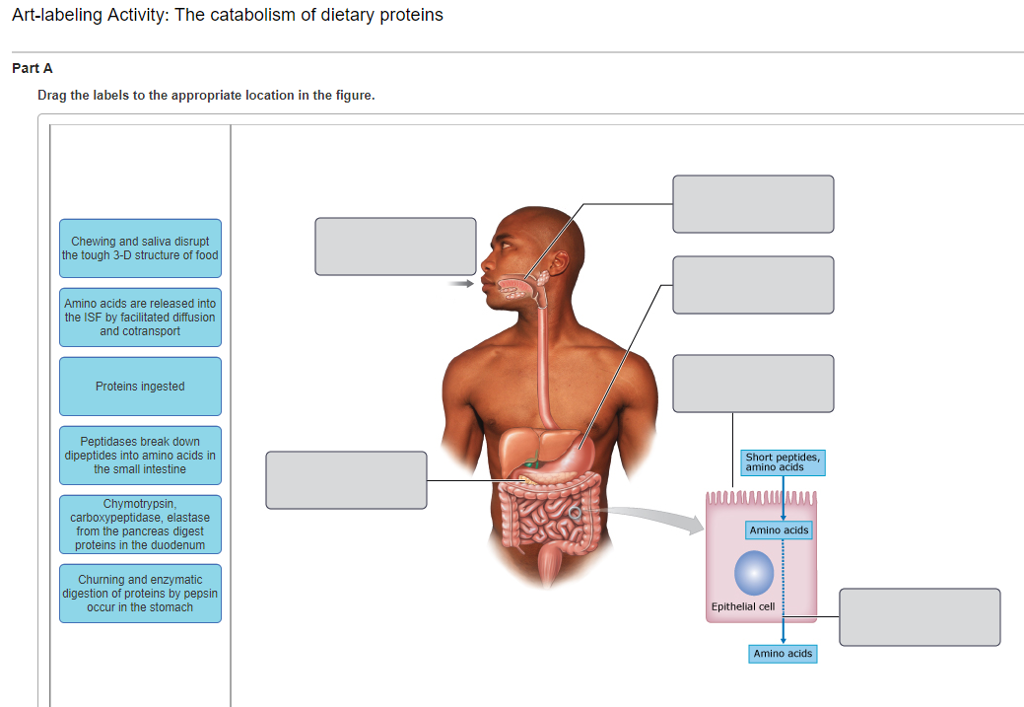 Solved Art-labeling Activity: The catabolism of dietary | Chegg.com