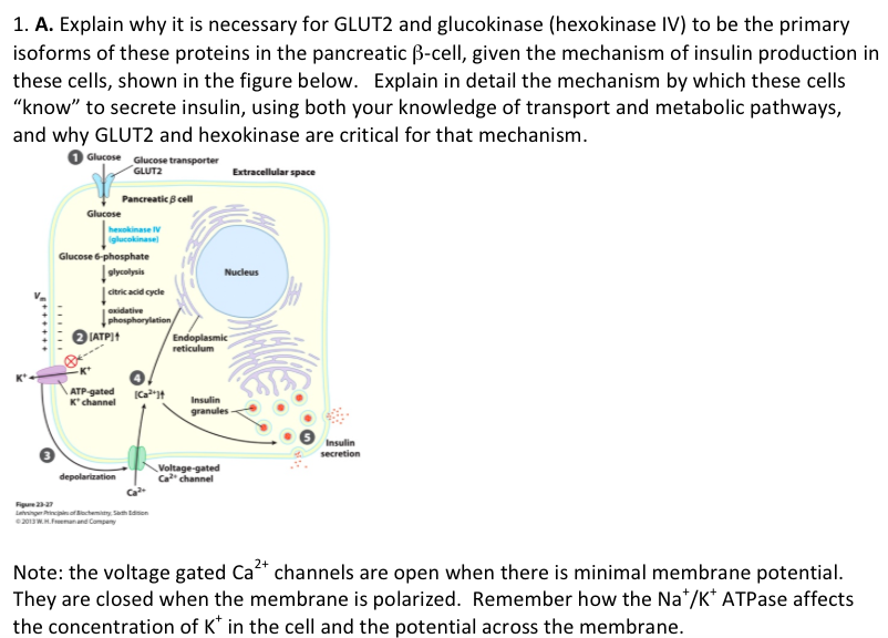 Solved 1. A. Explain why it is necessary for GLUT2 and | Chegg.com