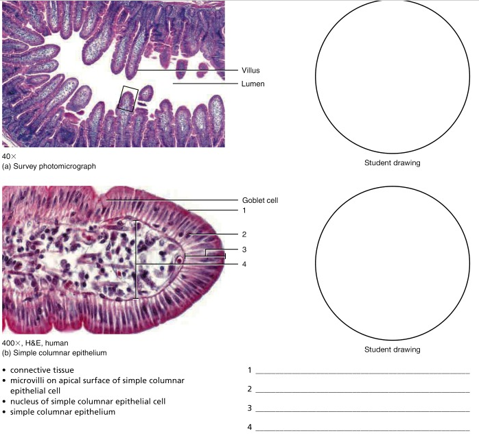 Simple Columnar Epithelium 40x