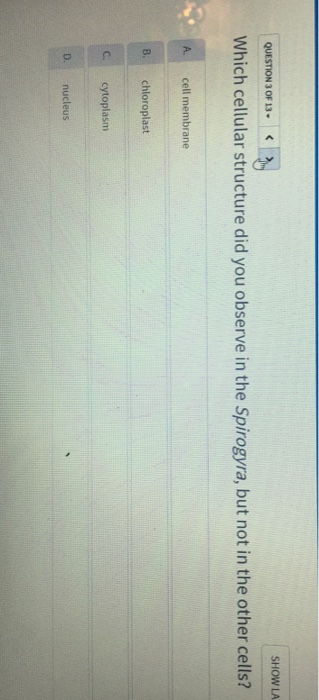 Solved which cellular structure did you observe in the | Chegg.com