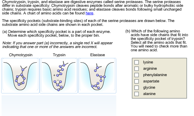 Solved Chymotrypsin, trypsin, and elastase are digestive | Chegg.com