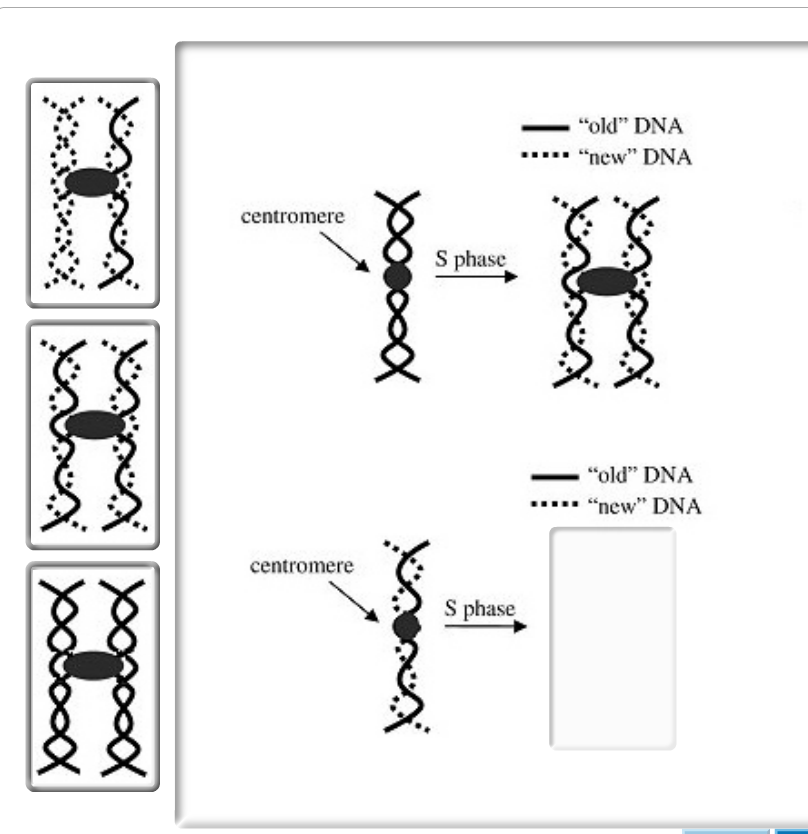 Solved Complete the DNA (double-stranded) labeling pattern | Chegg.com
