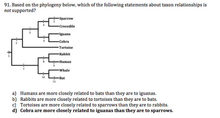 Solved 91. Based on the phylogeny below, which of the | Chegg.com