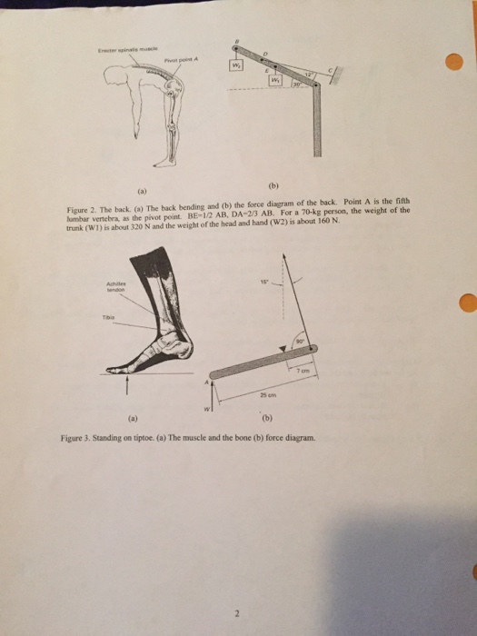 Solved Homework: Forces and Equilibrium Bone - Muscle 100 30 | Chegg.com