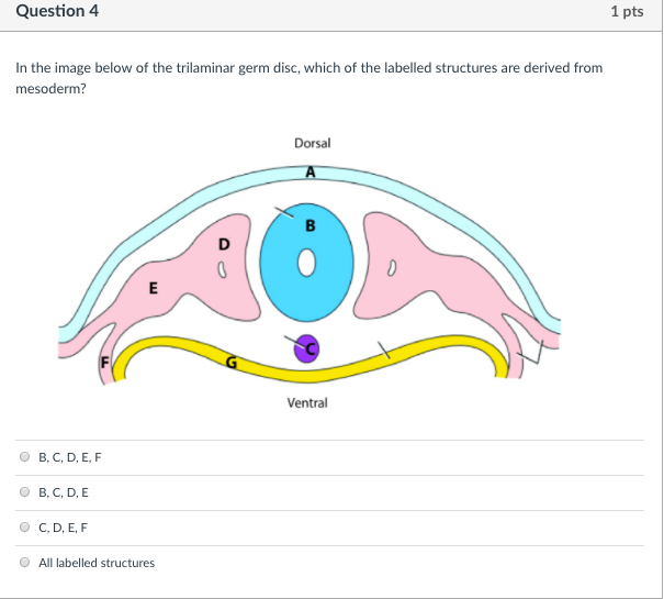 Trilaminar Embryonic Disc
