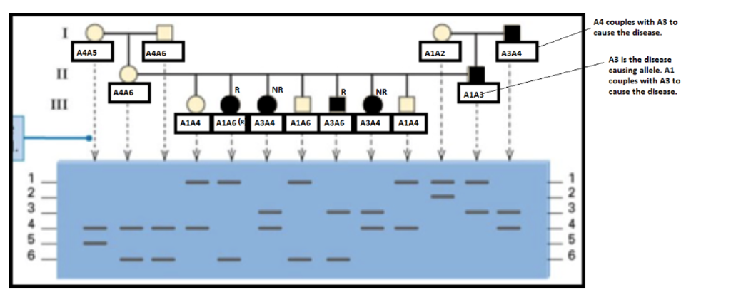 Solved 1/Which allele for the STRP is most likely in | Chegg.com