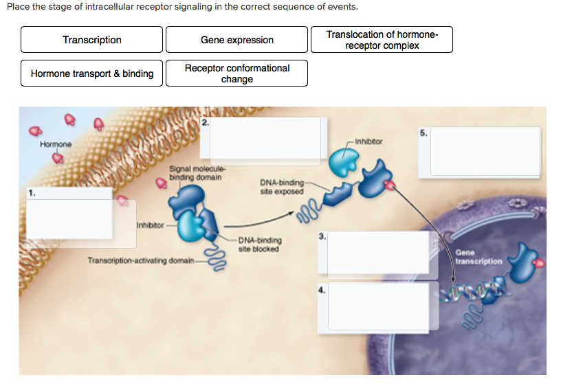 Solved Place the stage of intracellular receptor signaling | Chegg.com