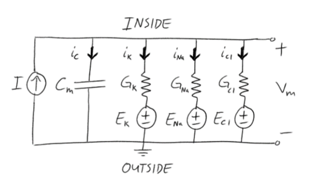Solved RC Circuit Model of a Neuron Using the RC Circuit | Chegg.com