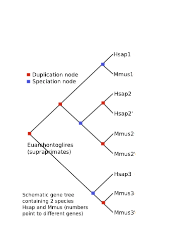 Solved Duplication node Speciation node Eua ontoglires | Chegg.com