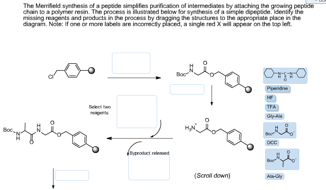 Solved Boc The Merrifield synthesis of a peptide simplifies | Chegg.com