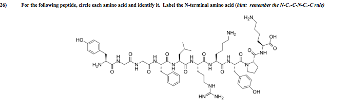 Solved 26) For the following peptide, circle each amino acid | Chegg.com