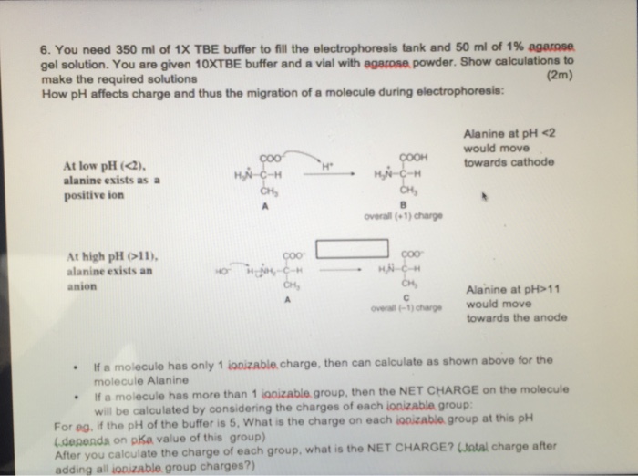 Solved You need 350 mi of 1X TBE buffer to fill the | Chegg.com