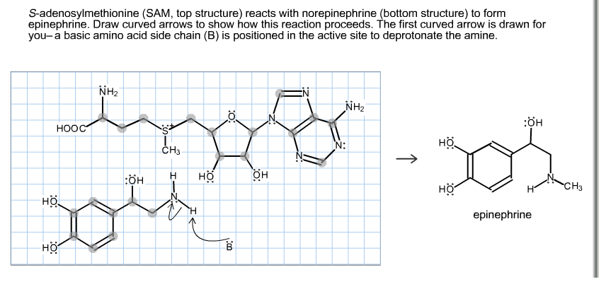 Solved S-adenosylmethionine (SAM, top structure) reacts with | Chegg.com