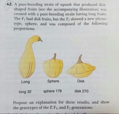 Solved 62. A pure-breeding strain of squash that produced | Chegg.com