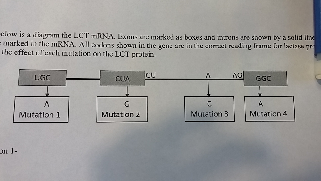 Solved elow is a diagram the LCT mRNA. Exons are marked as | Chegg.com