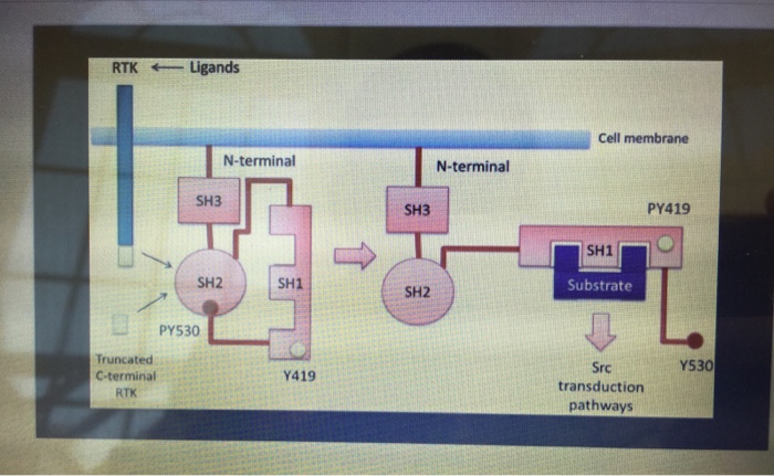 Solved This is a schematic mechanism of src kinase. Please | Chegg.com