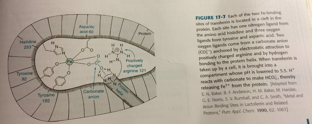 Solved The iron-binding site of the protein transferrin | Chegg.com