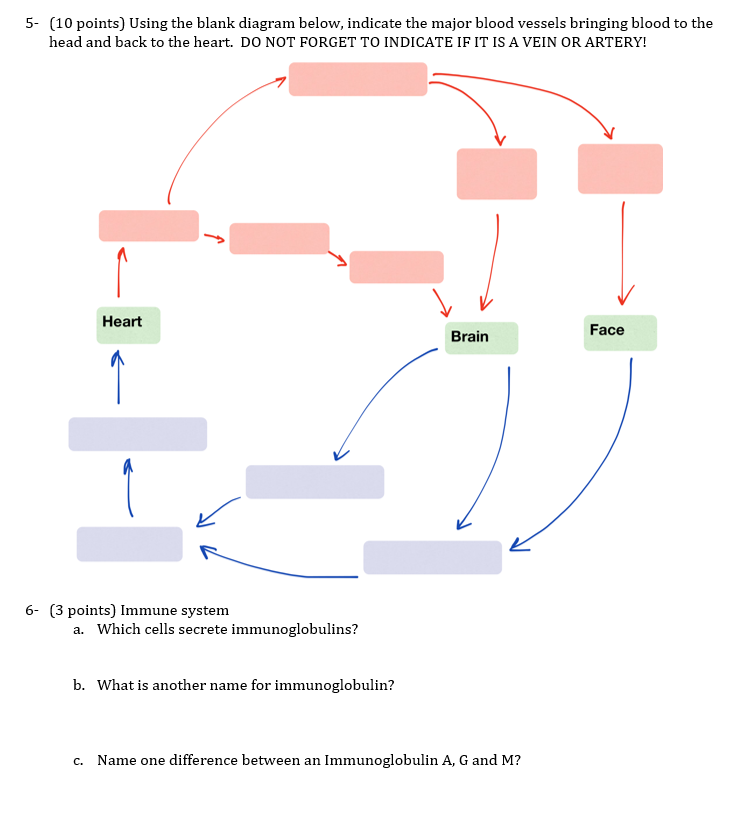 Solved Using the blank diagram below, indicate the major | Chegg.com