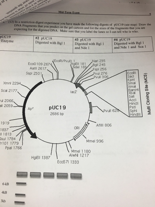 Solved In a restriction digest experiment you have made the | Chegg.com