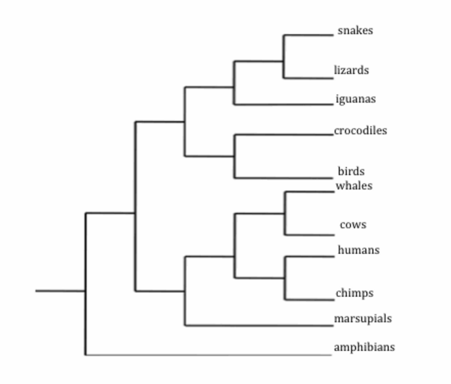Solved See the evolutionary tree below and answer the | Chegg.com