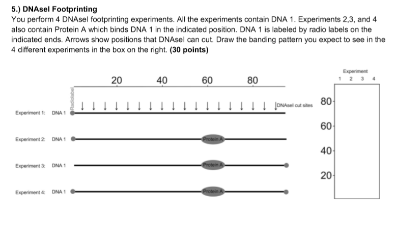 Solved 5.) DNAsel Footprinting You perform 4 DNAsel | Chegg.com