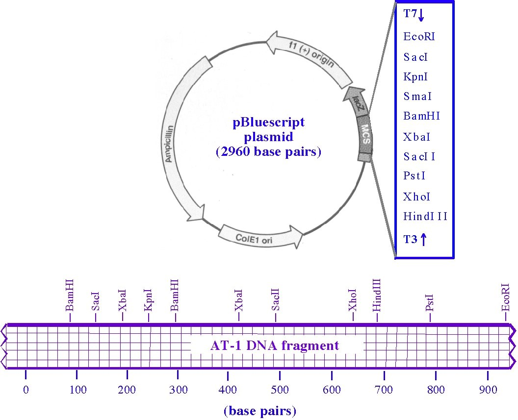 You have available in your lab freezer some | Chegg.com