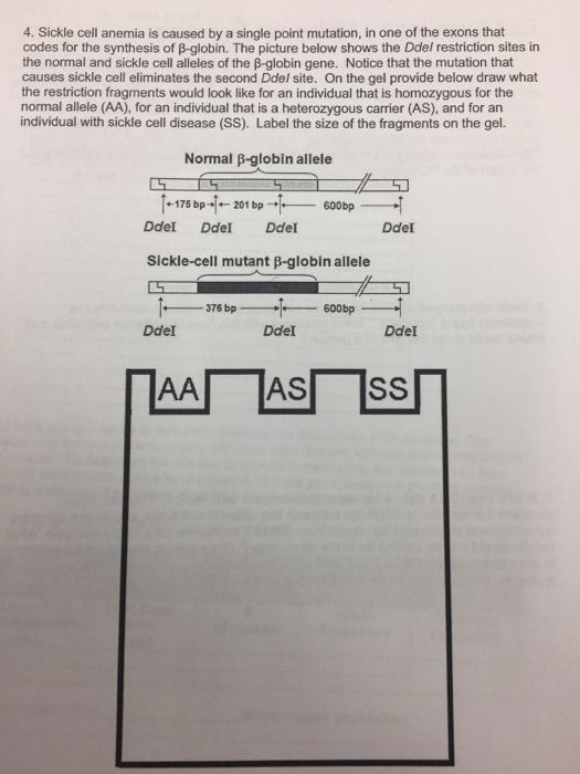 Solved 1. The forward and reverse PCR primers used for the | Chegg.com