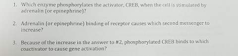 Solved Which enzyme phosphorylates the activator, CREB, when | Chegg.com