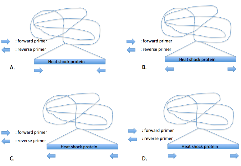 Solved Peter intends to amplify the heat shock protein gene | Chegg.com