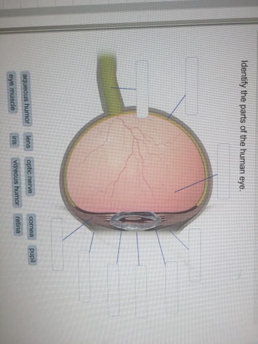 Solved Identify the parts of the human eye. aqueous humor | Chegg.com
