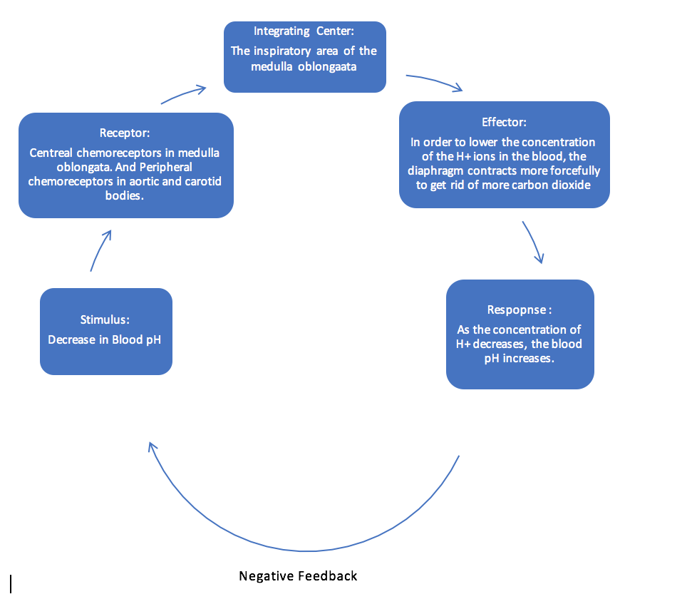Solved Give one example about how homeostasis is maintained | Chegg.com