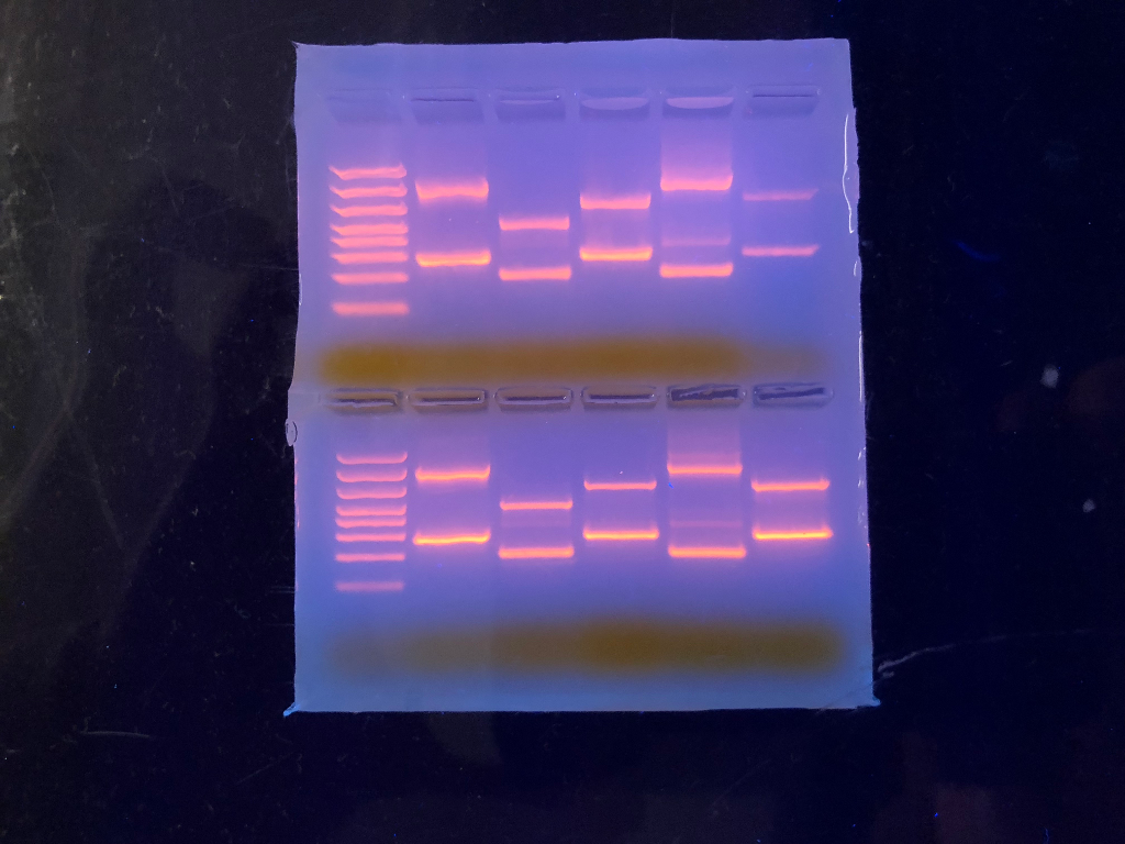 Solved Label bands in each lane including the ladder with | Chegg.com