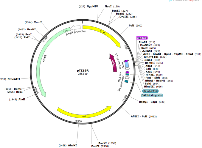 Solved Differences between the 2 clonning vwctors pBR322 and | Chegg.com