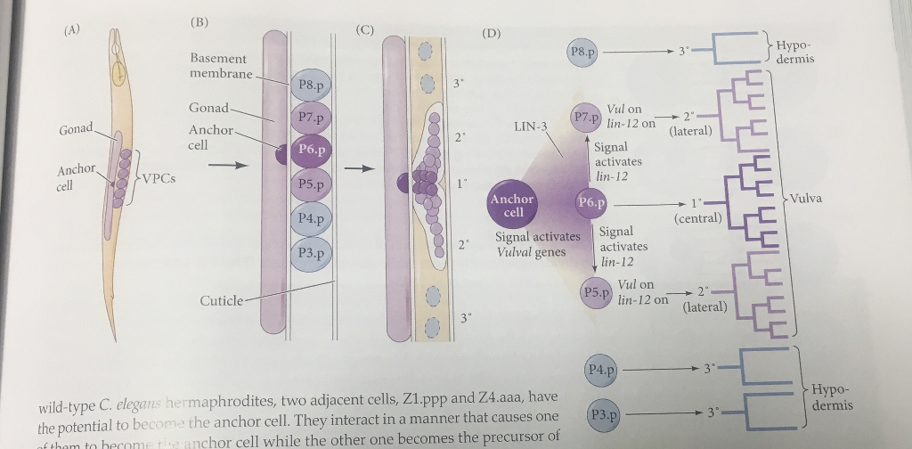 Solved The passage from “Paracrine and juxtacrine signaling | Chegg.com Solved The passage from “Paracrine and juxtacrine signaling | Chegg.com