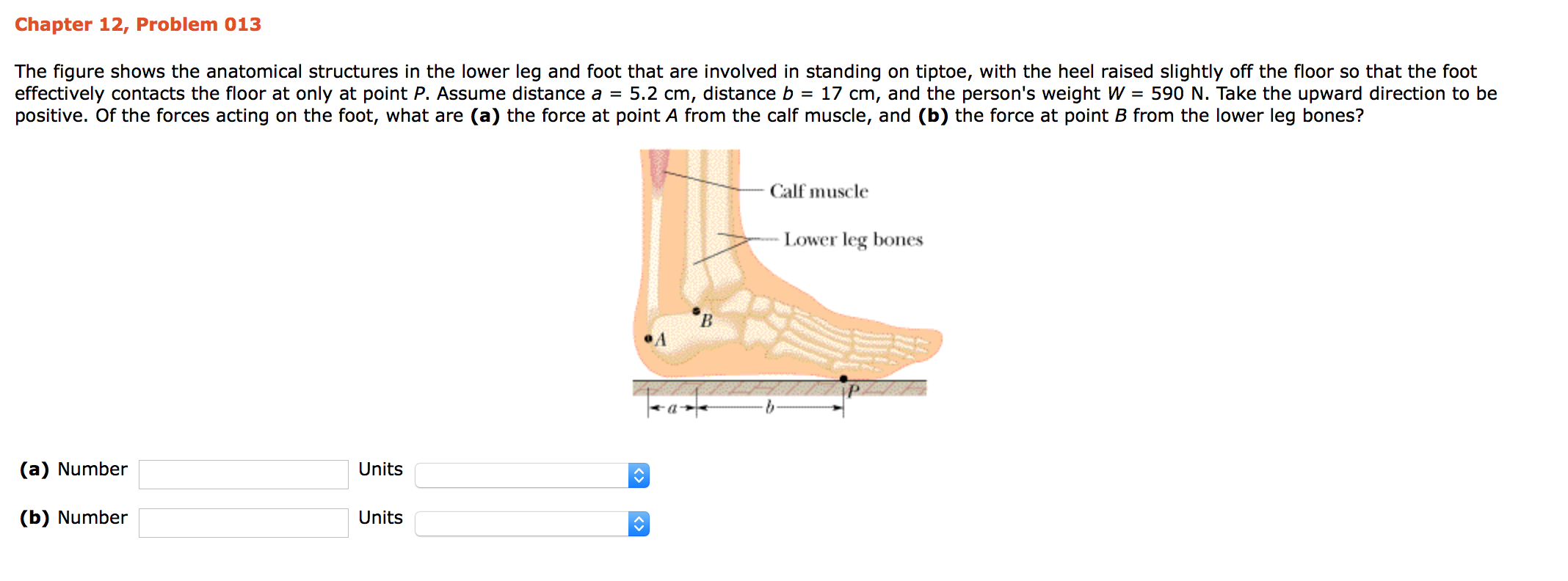 Solved The figure shows the anatomical structures in the | Chegg.com