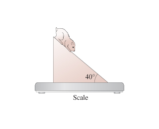 Solved (Figure 1) shows a 200g hamster sitting on | Chegg.com