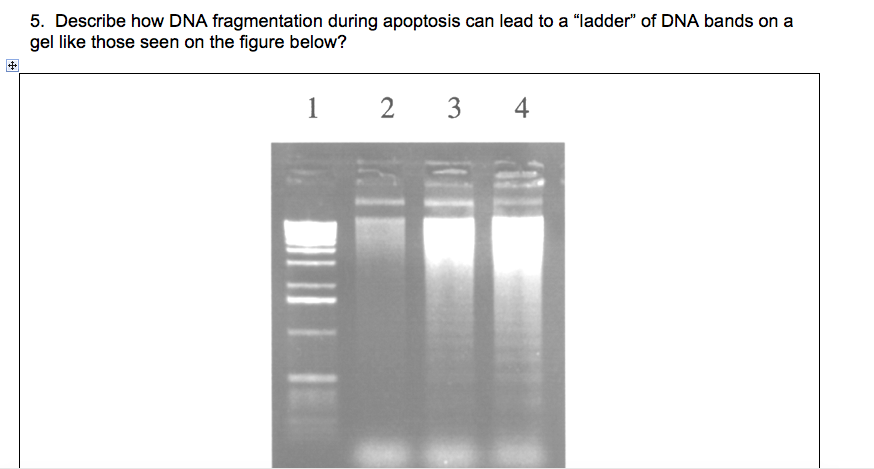Solved 5. Describe how DNA fragmentation during apoptosis | Chegg.com