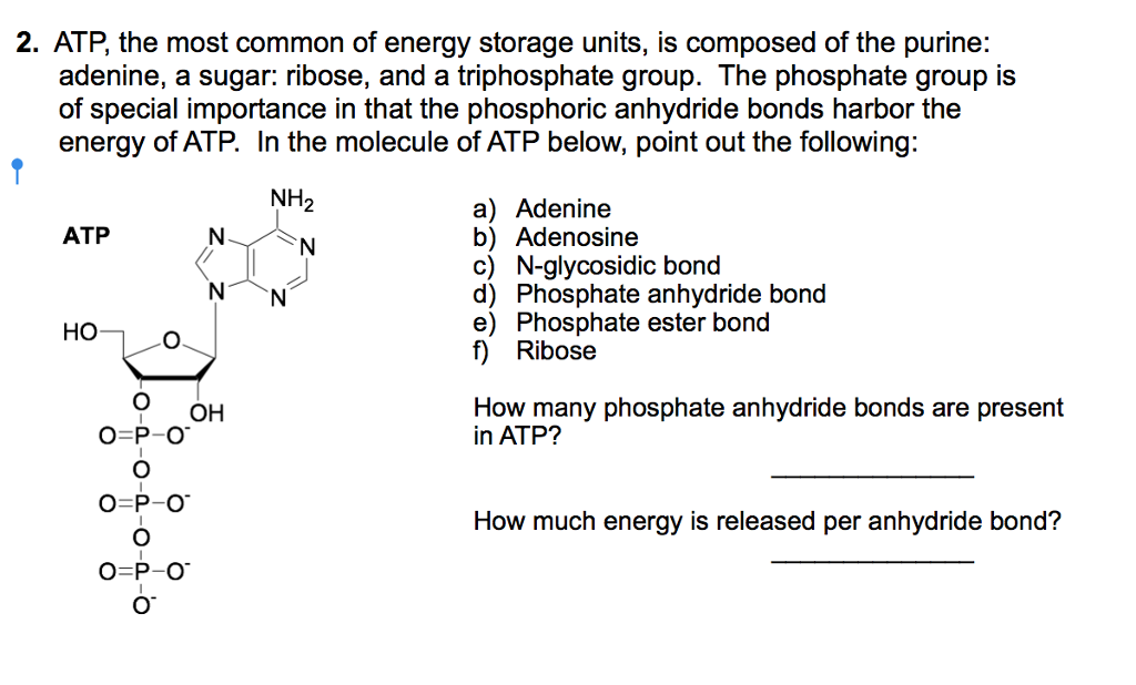 Solved 2. ATP, the most common of energy storage units, is | Chegg.com