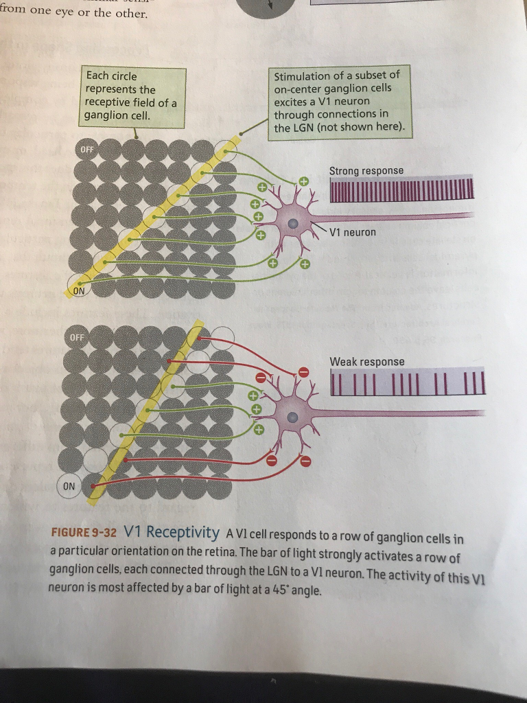 Solved Complex cell's receptive field 307 No stimulus | Chegg.com