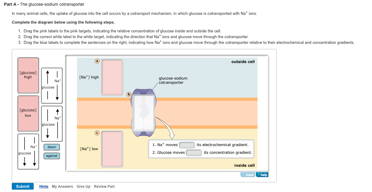 Solved The glucose-sodium cotransporter In many animal | Chegg.com