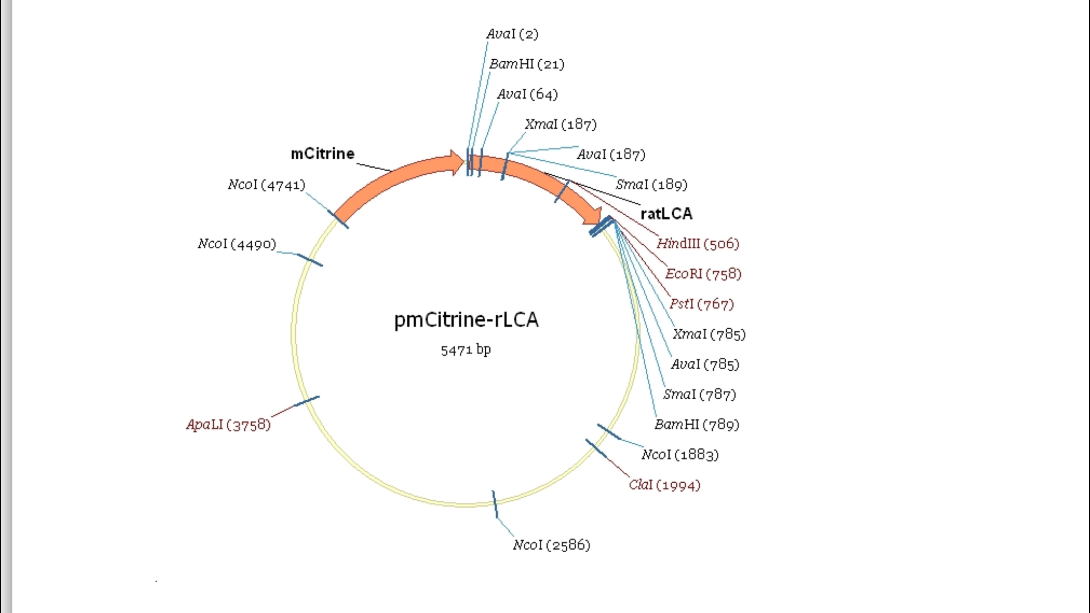 Solved If you cut the pmCitrine-rLCA plasmid with a | Chegg.com