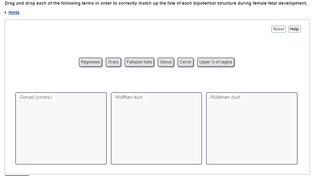 Solved Drag and drop each of the following terms in order to | Chegg.com Solved Drag and drop each of the following terms in order to | Chegg.com