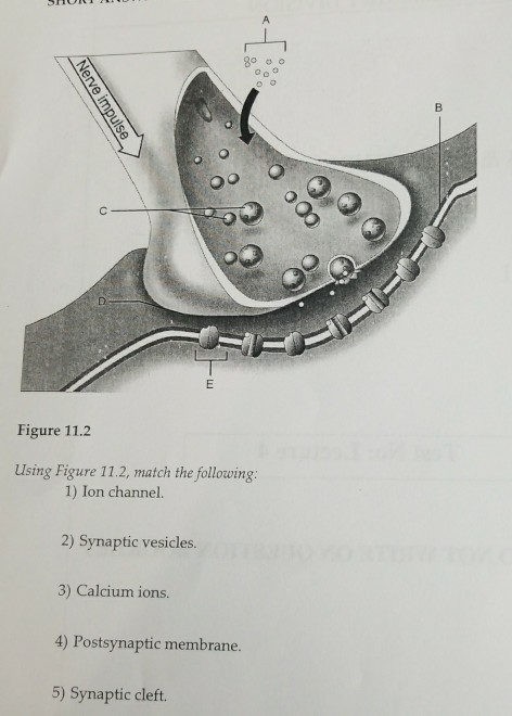 Solved B. D. Figure 11.2 Using Figure 11.2, match the | Chegg.com