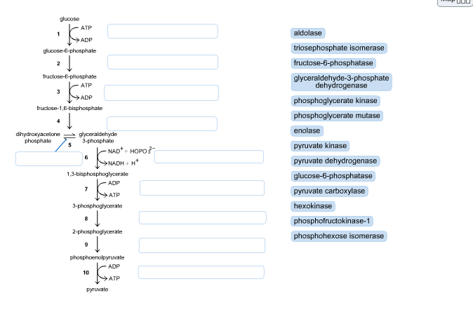 Solved The diagram below shows the reactions of glycolysis. | Chegg.com
