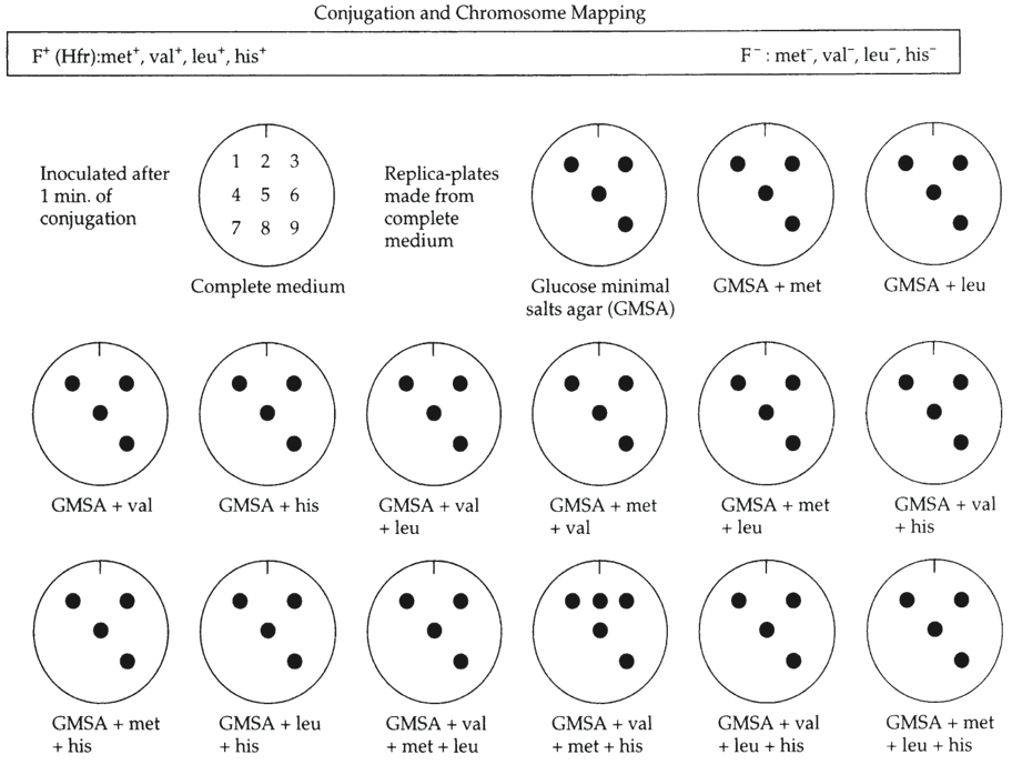 Solved Conjugation mapping can be used to locate genes on a | Chegg.com