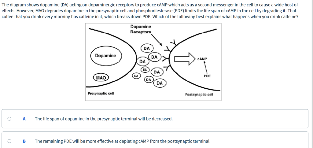 Solved The diagram shows dopamine (DA) acting on | Chegg.com