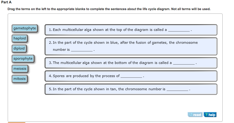 Solved Drag the terms on the left to the appropriate blanks | Chegg.com