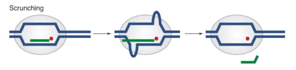 Solved Describe this model of the scrunching process in | Chegg.com